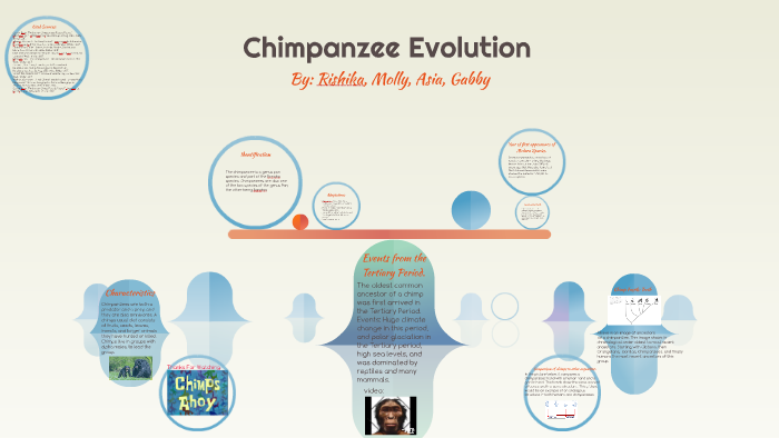 Chimpanzee Evolution by Rishika B on Prezi