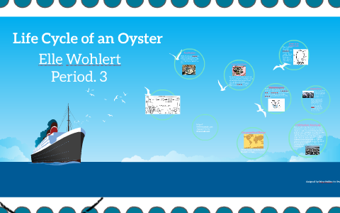 Life Cycle of an oyster by Elle Wohlert on Prezi