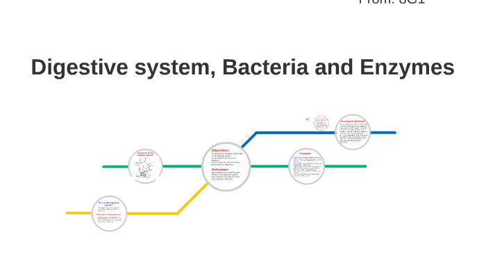 Digestive system, Bacteria and Enzymes by Shariqua Tasnim on Prezi