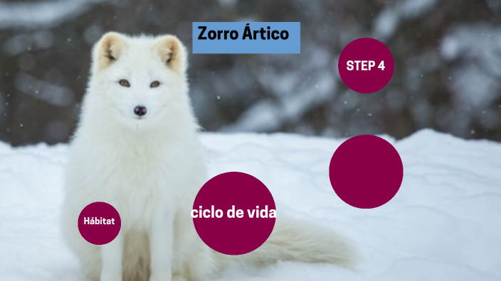 zorro ártico by REGINA MENDIOLA on Prezi