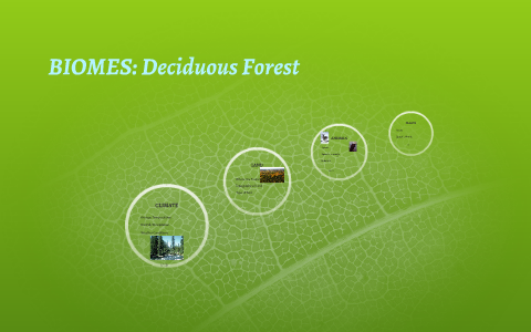 BIOMES: Deciduous Forest by Hannah Goldstick on Prezi