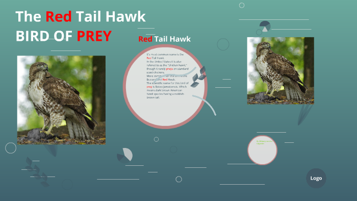 The Red Tail Hawk by Brittany London on Prezi