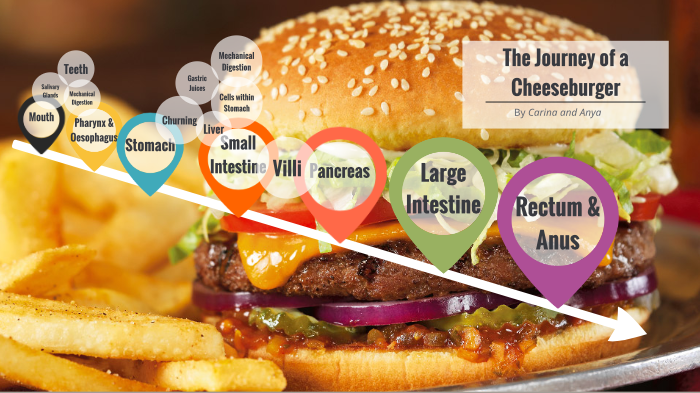 Cheeseburger Digestion by Anya Sandhu on Prezi