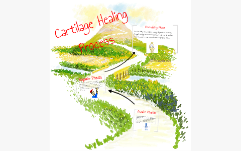 Cartilage Healing Process by Hanne Borgersen on Prezi
