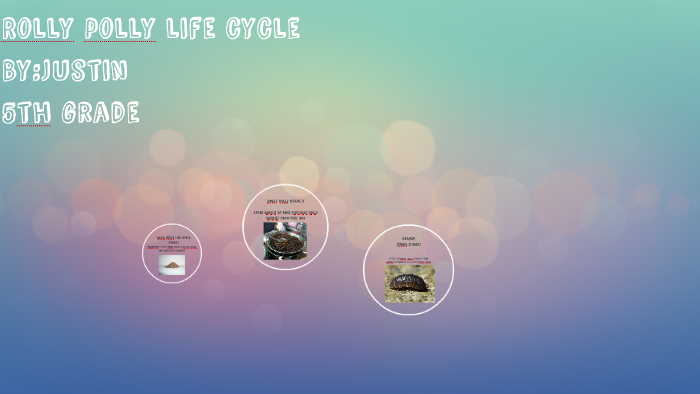 Rolly polly life cycle by justin martinez on Prezi