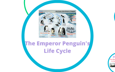 Emperor Penguin Life cycle by Frank Byadunia on Prezi