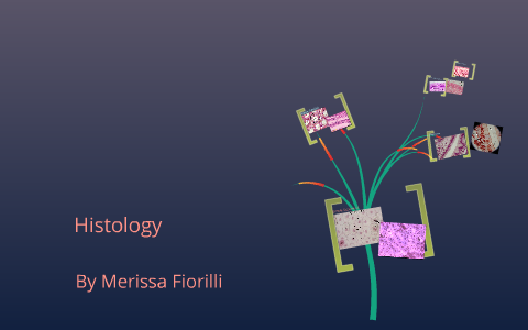 Histology by Merissa Fiorilli by Merissa Fiorilli