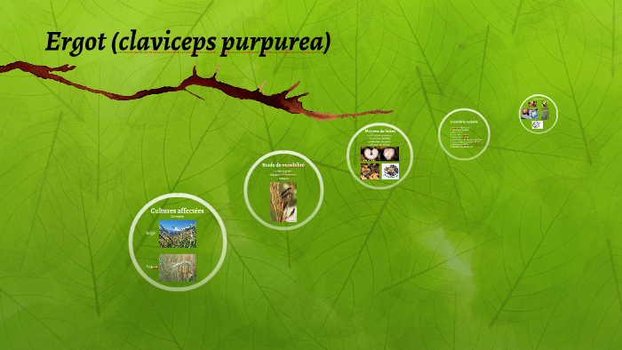 Ergot (claviceps purpurea) by Gabrielle Labrie on Prezi