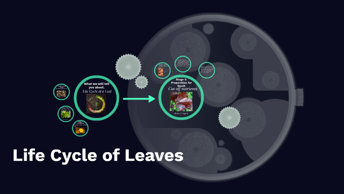 Life Cycle of Leaves by megan lattie on Prezi