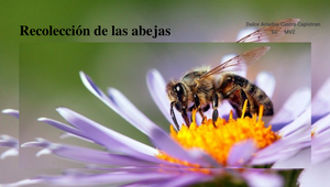 Recoleccion de las abejas by Dulce Castro on Prezi Design