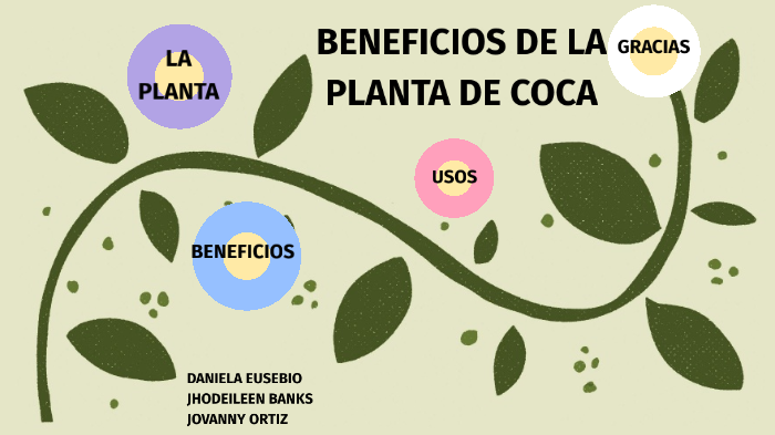 BENEFICIOS DE LA PLANTA DE COCA by Daniela Eusebio on Prezi
