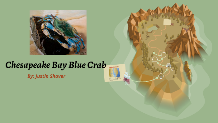 Chesapeake Bay Blue Crab by Justin Shaver on Prezi