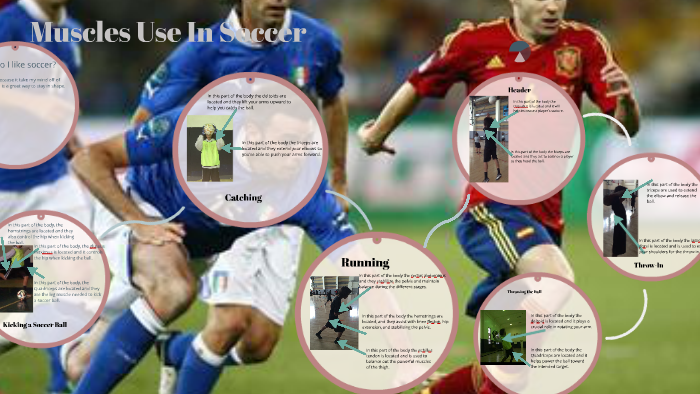 Muscles Used In Soccer by Brandon Plascencia on Prezi