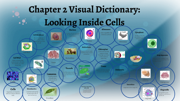 Chapter 2 Visual Dictionary: Looking Inside Cells by Morgan Angove on Prezi