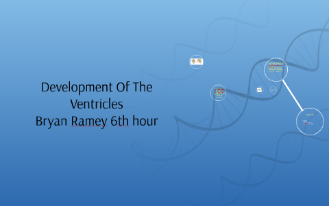 Development Of The Ventricles by Bryan Ramey on Prezi
