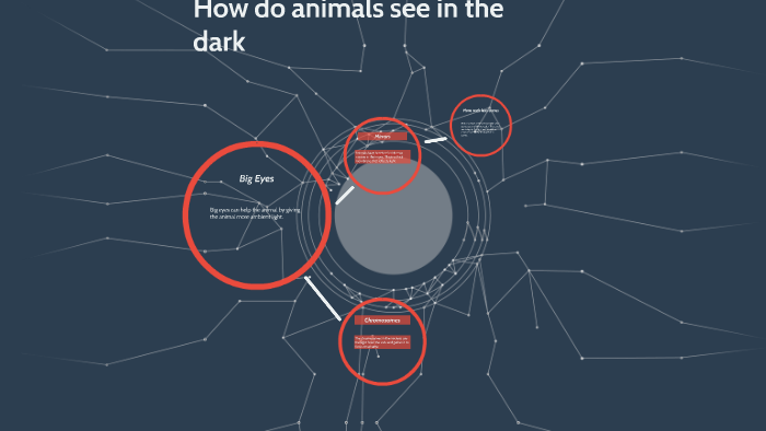 How do animals see in the dark by Star Swag on Prezi