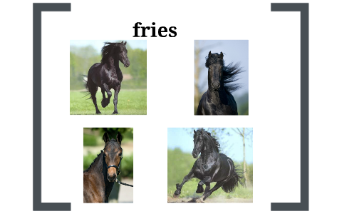 paardenrassen by chantal van duijnhoven on Prezi