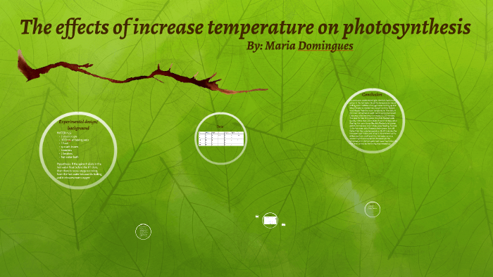 The effects of increase temperature on photosynthesis by maria ...
