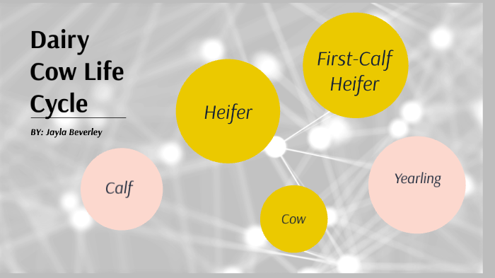 Dairy Life Cycle by Jayla B on Prezi