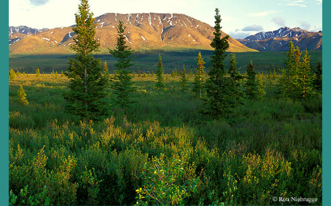 Taiga Travel Brochure by Ryan Bonacum on Prezi