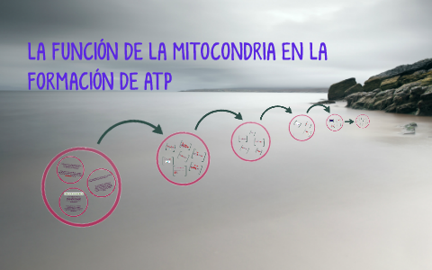 LA FUNCIÓN DE LA MITOCONDRIA EN LA FORMACIÓN DE ATP by Katty Estefy on ...