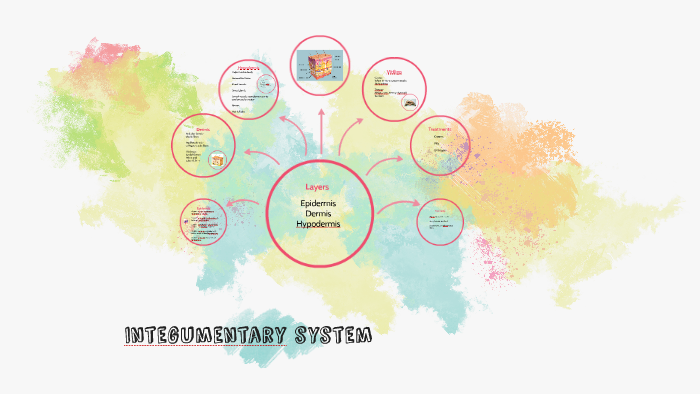 Integumentary system by Henna Lota on Prezi
