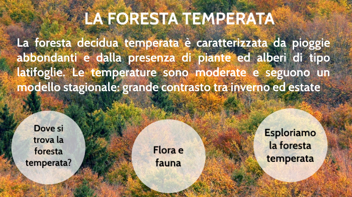 Mappa Della Foresta Decidua Temperata Spiegato Semplicemente: Che