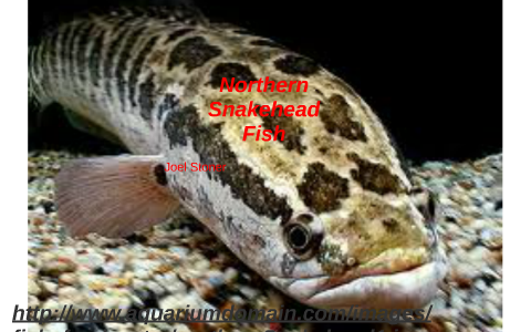 Northern Snakehead Fish by Joel Stoner on Prezi