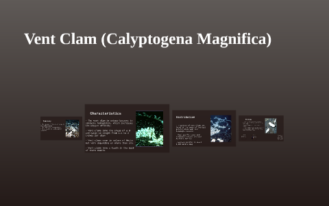 Vent Clam (Calyptogena Magnifica) by casey gomez on Prezi