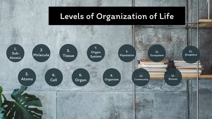 Levels of Organization of Life by JIMUEL DE VERA on Prezi