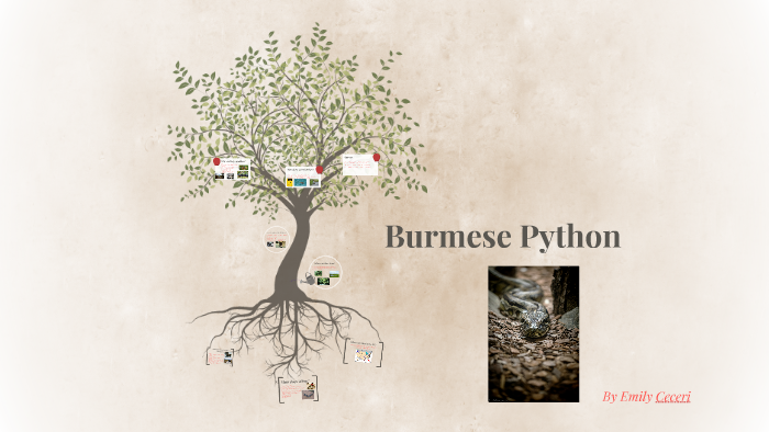 Burmese Python by Emily Ceceri on Prezi