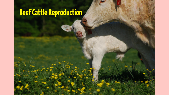 Beef Reproduction Systems by Karla Riggs on Prezi