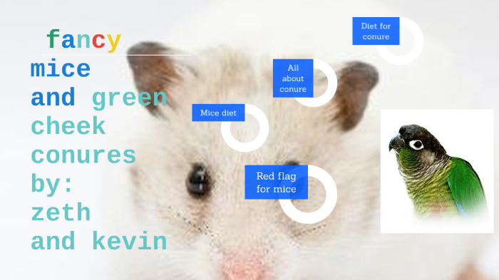 green cheek conures and fancy mice same and differences by Jacob Hedges ...