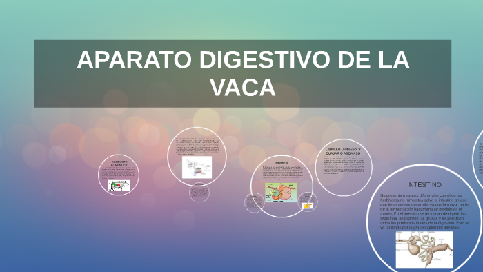 APARATO DIGESTIVO DE LA VACA by MISAEL CARBAJAL DIAZ on Prezi