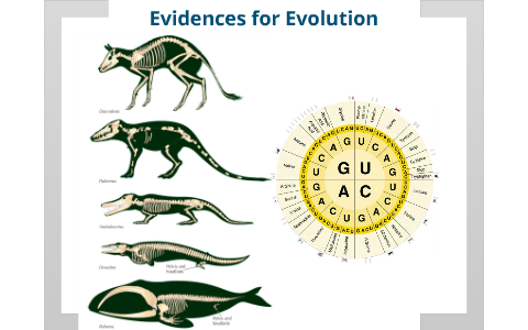 Biology Chapter 15 Section 3 Evidences for Evolution by Mark Meredith ...