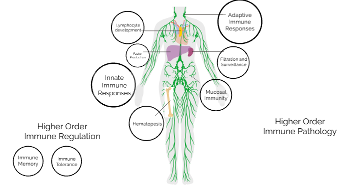 Immunology Concept Map by Kristen Hayward on Prezi