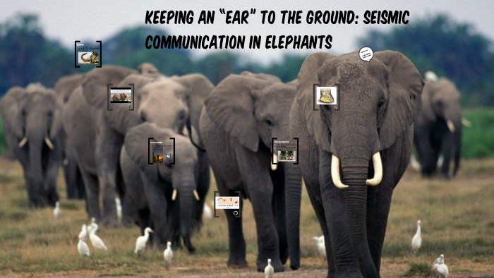 Keeping an “Ear” to the Ground: Seismic Communication in Ele by Juliana ...