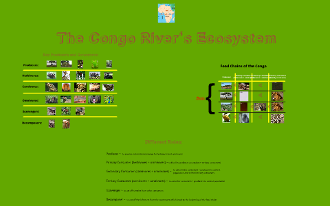 The Congo's Ecosystem by Rowena Shi on Prezi