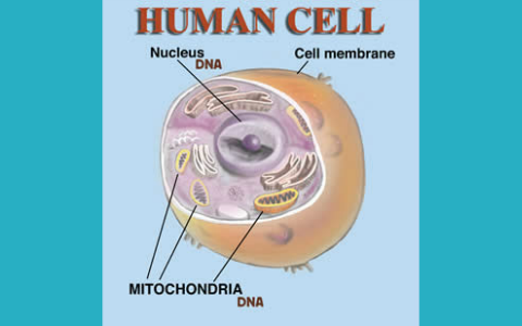 Looking Inside Cells by Adrian Izquierdo on Prezi