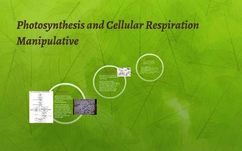 Photosynthesis and Cellular Respiration Manipulative by Blake Johnson ...