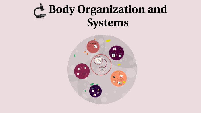 Body Organization and Systems by Brittany Arlington on Prezi