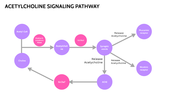 ACETYLCHOLINE SIGNALING PATHWAY by Zhaojin Wang on Prezi