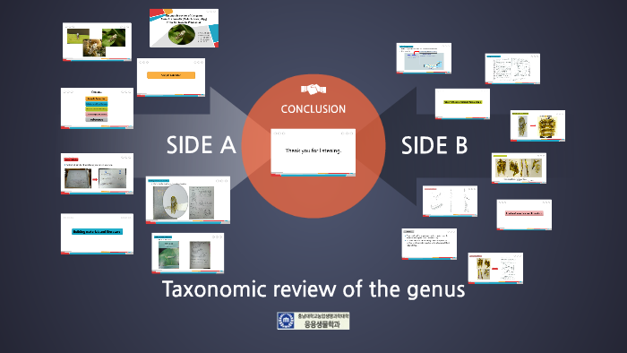 Recilia (inazuma) dorsalis (Motschulsky, 1859) by 선명 김 on Prezi