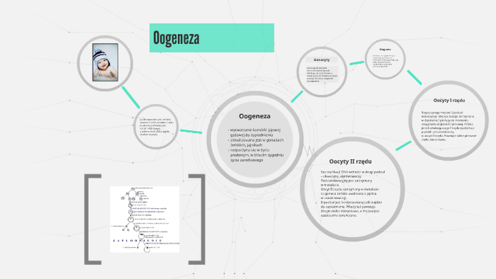 Oogeneza by Monika Mosak on Prezi