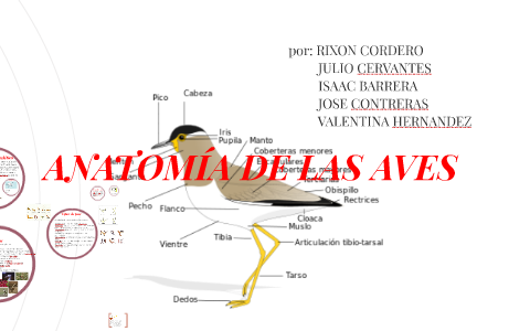 ANATOMIA DE AVES by rixon jair cordero on Prezi