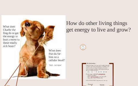 How do other living things get energy to live and grow? by Rebecca ...