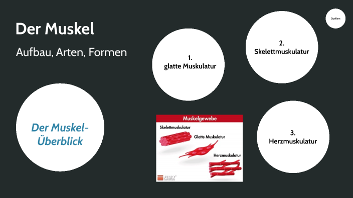 Der Muskel- Aufbau, Arten, Formen by Leonie Spliesgar on Prezi