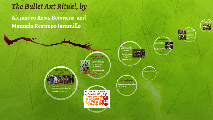 The Bullet Ant Ritual. by Alejandro Arias Betancur on Prezi