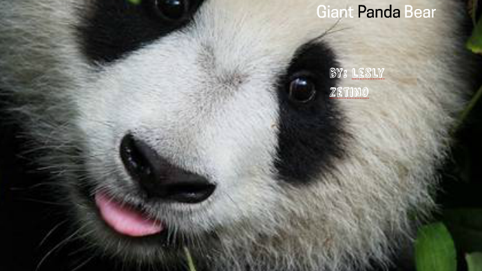 panda panda panda by lesly zetino on Prezi