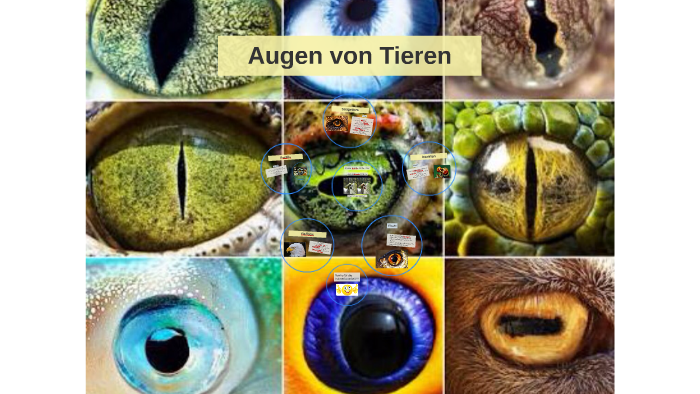 Augen von Tieren by Nicole Neumann on Prezi